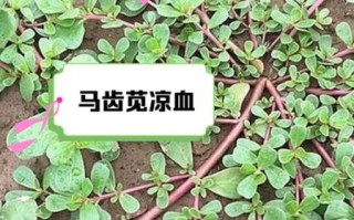 马齿苋的副作用有哪些_马齿苋什么人不能吃