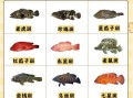 老虎斑鱼多少钱一斤_老虎斑鱼价格为什么差别大