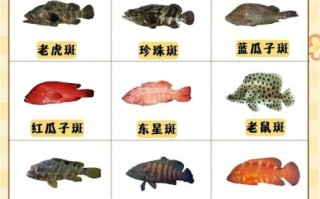 老虎斑鱼多少钱一斤_老虎斑鱼价格为什么差别大