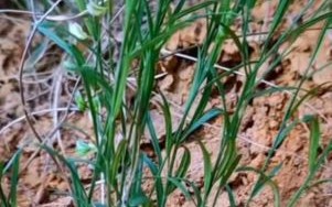 远志长什么样_远志图片怎么辨认