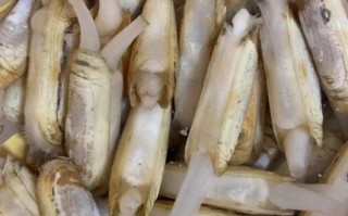 蛏子前期怎么处理_蛏子怎么吐沙干净