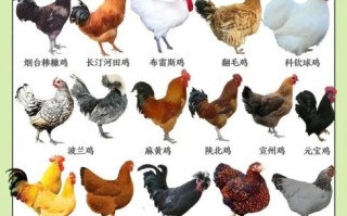鸡的品种大全_哪些鸡最适合家庭养殖