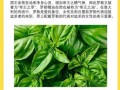 罗勒精油的功效与作用_罗勒精油怎么用