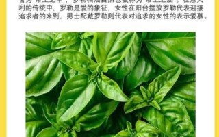 罗勒精油的功效与作用_罗勒精油怎么用