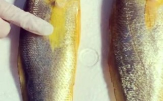 野生大黄鱼和养殖的区别_怎么分辨野生大黄鱼