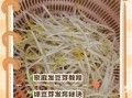 怎样发绿豆芽_绿豆芽怎么发最快