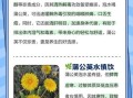 蒲公英能长期泡水喝吗_长期喝蒲公英水的副作用