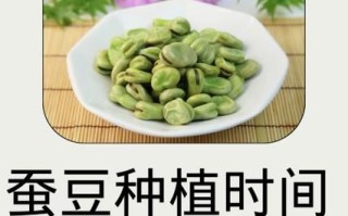 蚕豆种子怎么种_蚕豆种子发芽时间