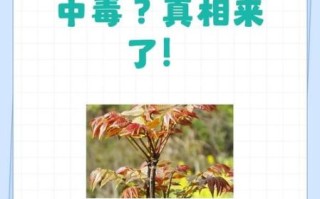 香椿有毒吗_香椿芽怎么吃才安全