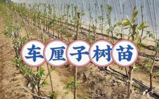 车厘子树苗适合哪里种_南方能种吗