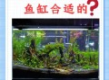 家里养什么鱼最旺财_风水鱼缸怎么摆