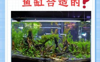 家里养什么鱼最旺财_风水鱼缸怎么摆