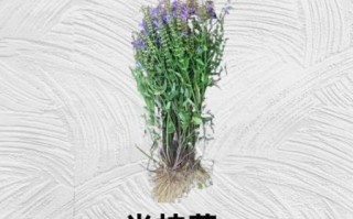 半枝莲能治什么病_半枝莲的副作用有哪些