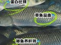 鲫鱼和草鱼的区别图片_如何一眼分辨