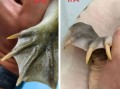 鳖和甲鱼一样吗_鳖和甲鱼的区别