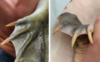 鳖和甲鱼一样吗_鳖和甲鱼的区别