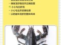 澳洲龙虾怎么清洗_澳洲龙虾清洗步骤