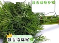 小茴香的功效与作用_孕妇能吃小茴香吗