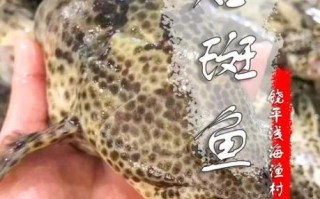 石斑鱼多少钱一斤_石斑鱼价格为什么差别大