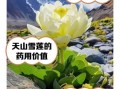 天山雪莲的功效与作用_天山雪莲怎么吃效果最好