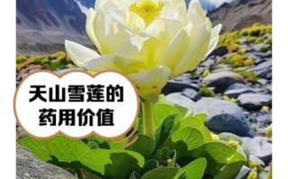 天山雪莲的功效与作用_天山雪莲怎么吃效果最好