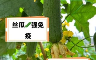 女性吃丝瓜的好处和坏处_丝瓜对女性的影响有哪些