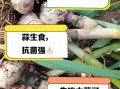 大蒜生吃好还是熟吃好_生吃大蒜和熟吃大蒜的区别