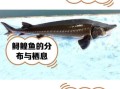 鳇鱼是什么鱼_鳇鱼怎么吃