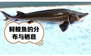 鳇鱼是什么鱼_鳇鱼怎么吃