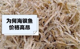 银鱼是海鱼还是淡水鱼_银鱼生活习性全解析