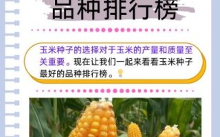 玉米种子多少钱一斤_玉米种子价格影响因素