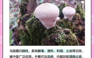 马勃菌能吃吗_野生马勃菌怎么吃