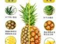 菠萝和凤梨是一个品种吗_区别在哪