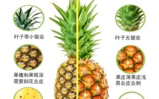 菠萝和凤梨是一个品种吗_区别在哪