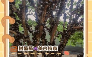 木葡萄的功效与作用_木葡萄怎么吃最好