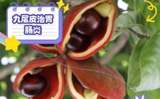 九层皮果怎么吃_九层皮果食用方法图解