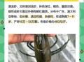 澳龙虾多少钱一只_澳龙价格2024最新行情