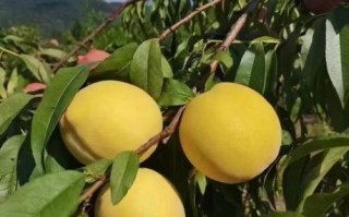 黄桃图库怎么找不到了_黄桃图库最新地址在哪