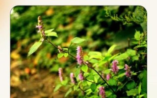 鱼香草图片长什么样_鱼香草功效与作用有哪些