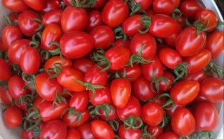 圣女果是转基因的吗_圣女果和千禧果区别