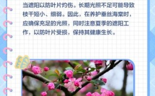 垂丝海棠什么时候开花_垂丝海棠怎么养护