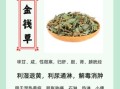 金钱草的功效与作用_金钱草的禁忌有哪些