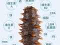 海参的营养价值真的很高吗_海参的功效与作用有哪些