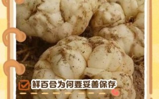 鲜百合怎么保存_鲜百合可以放冰箱吗