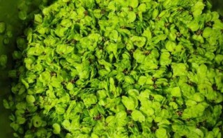 榆钱饺子怎么做_榆钱饺子馅怎么调才好吃