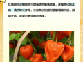 红姑娘降血糖吗_红姑娘泡水降血糖效果