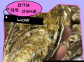 牡蛎怎么清洗内脏_图解步骤