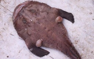 安康鱼图片_为什么恐怖