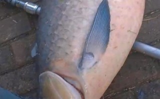 青鱼长什么样子_青鱼图片特征