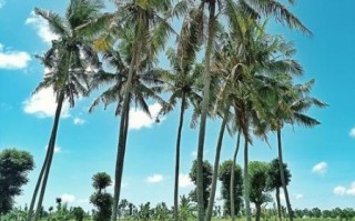 椰子树图片大全大图_如何拍摄高清椰子树